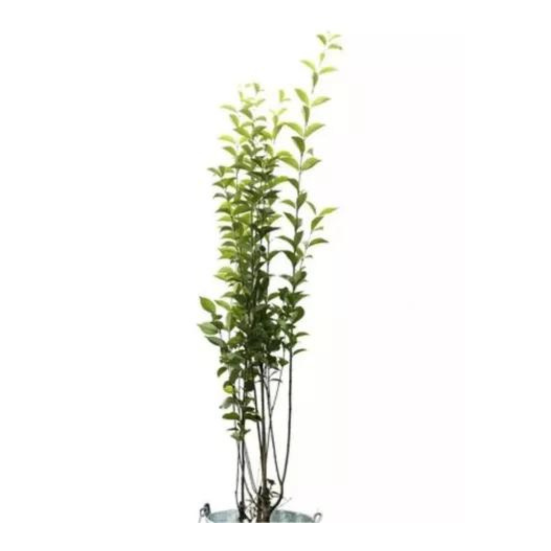 Plantas de Ligustro para cercos vivos - Hughes Bambú